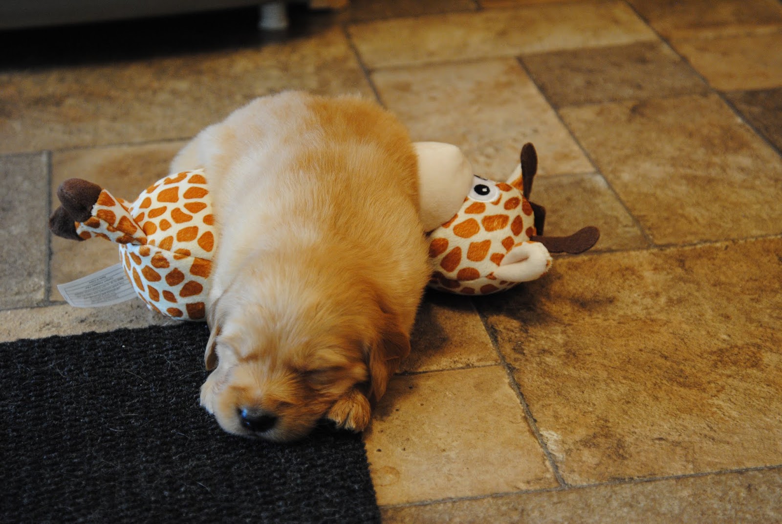 Mary Barrett Tidewater Golden Retrievers