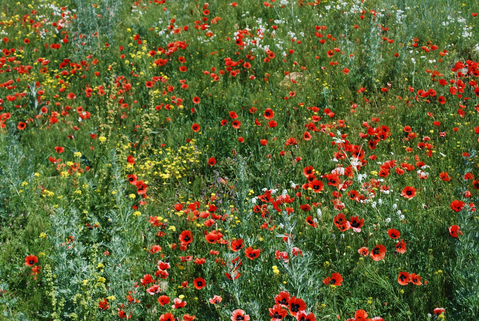 socalgalopenwallet: Wild flowers and more wild flowers