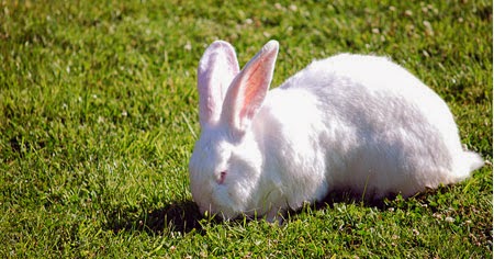 Facts about rabbits for kids | Childhood Education