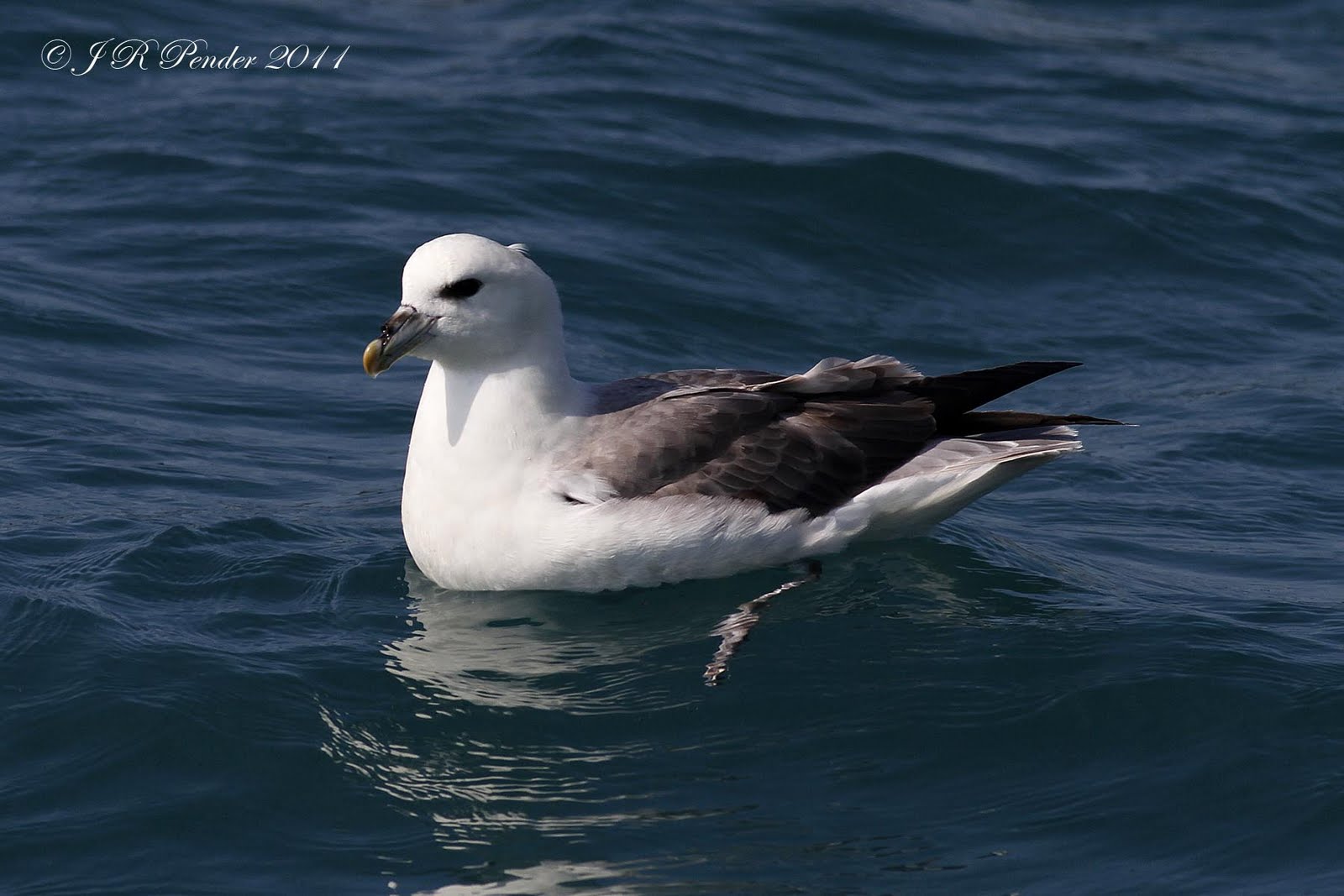 Joe Pender Wildlife Photography: Fulmar Petrel