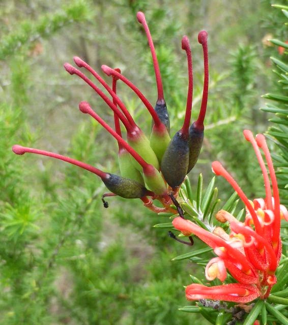 ANPS visits the Poo House at the Corner (of Kambah)