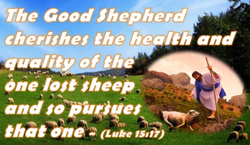 How Does A Shepherd Take Care Of His Sheep