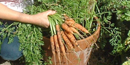 Uncle Macs Garden Shed: Container gardening with carrots. We get around ...