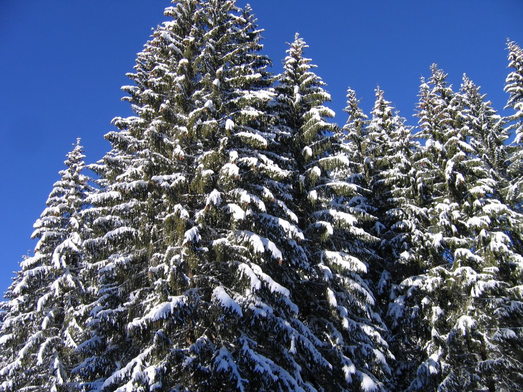 Plante de plante: MOLID(Picea abies)-Feeria padurilor Romaniei (III ...