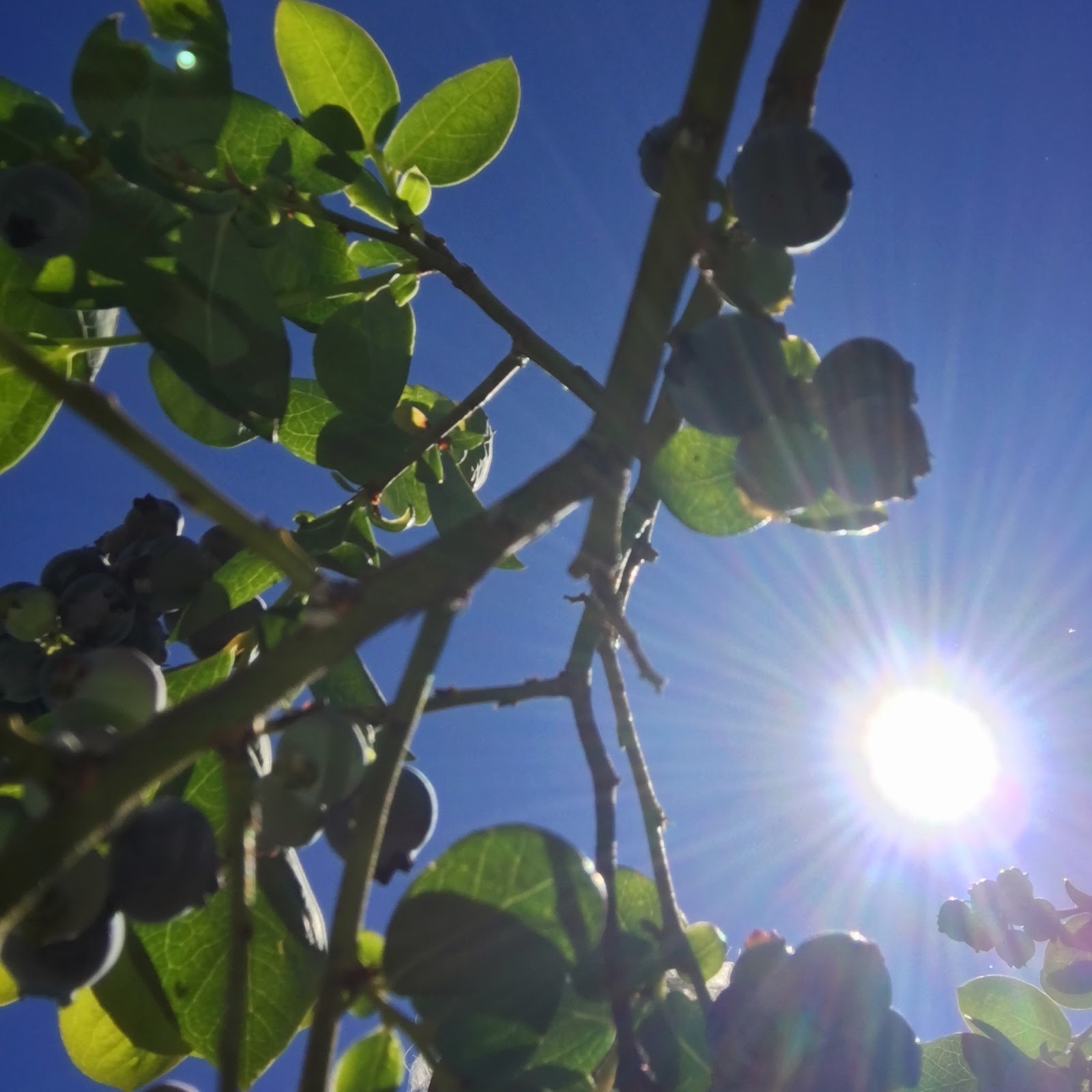 WALLA WALLA DAILY PHOTO As Seen By Susan: BLUEBERRY-LICIOUS