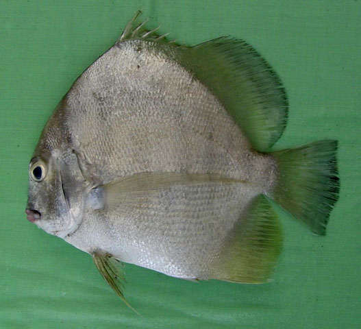Artes de Pesca: ACTINOPTERYGII.