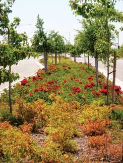 Where the Sidewalk Starts: The Benefits of Landscaped Medians