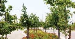 Where the Sidewalk Starts: The Benefits of Landscaped Medians