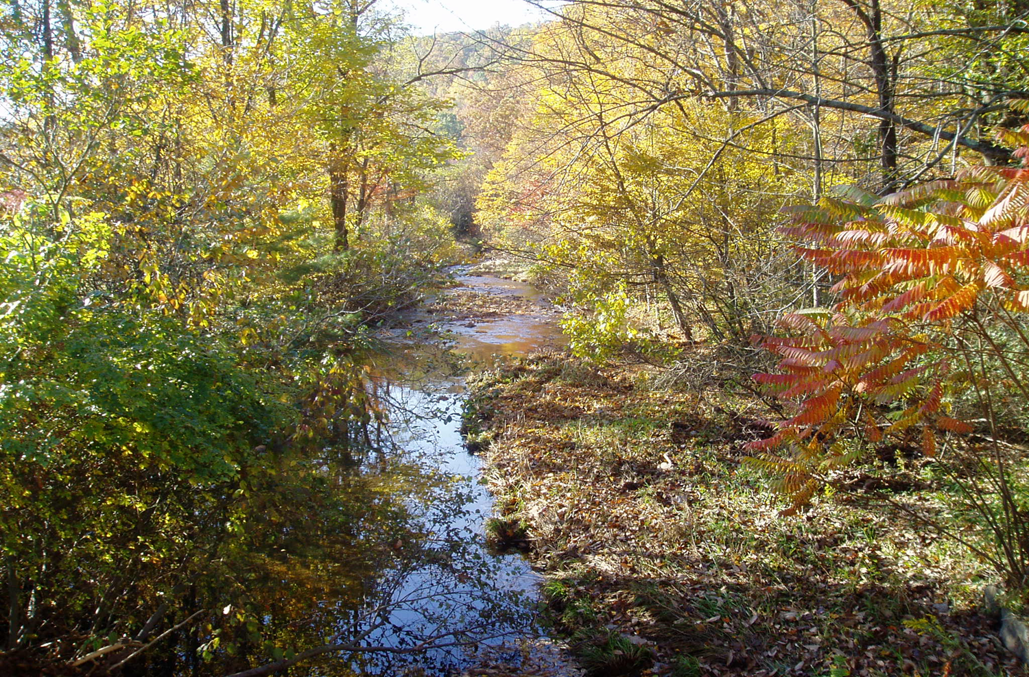 Central Pennsylvania Forestry: Establishing Streamside Forests: Bare ...
