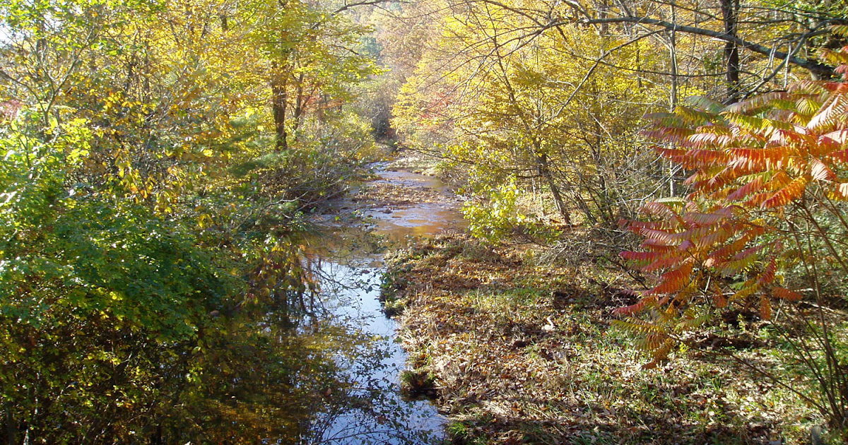 Central Pennsylvania Forestry: Establishing Streamside Forests: Bare ...