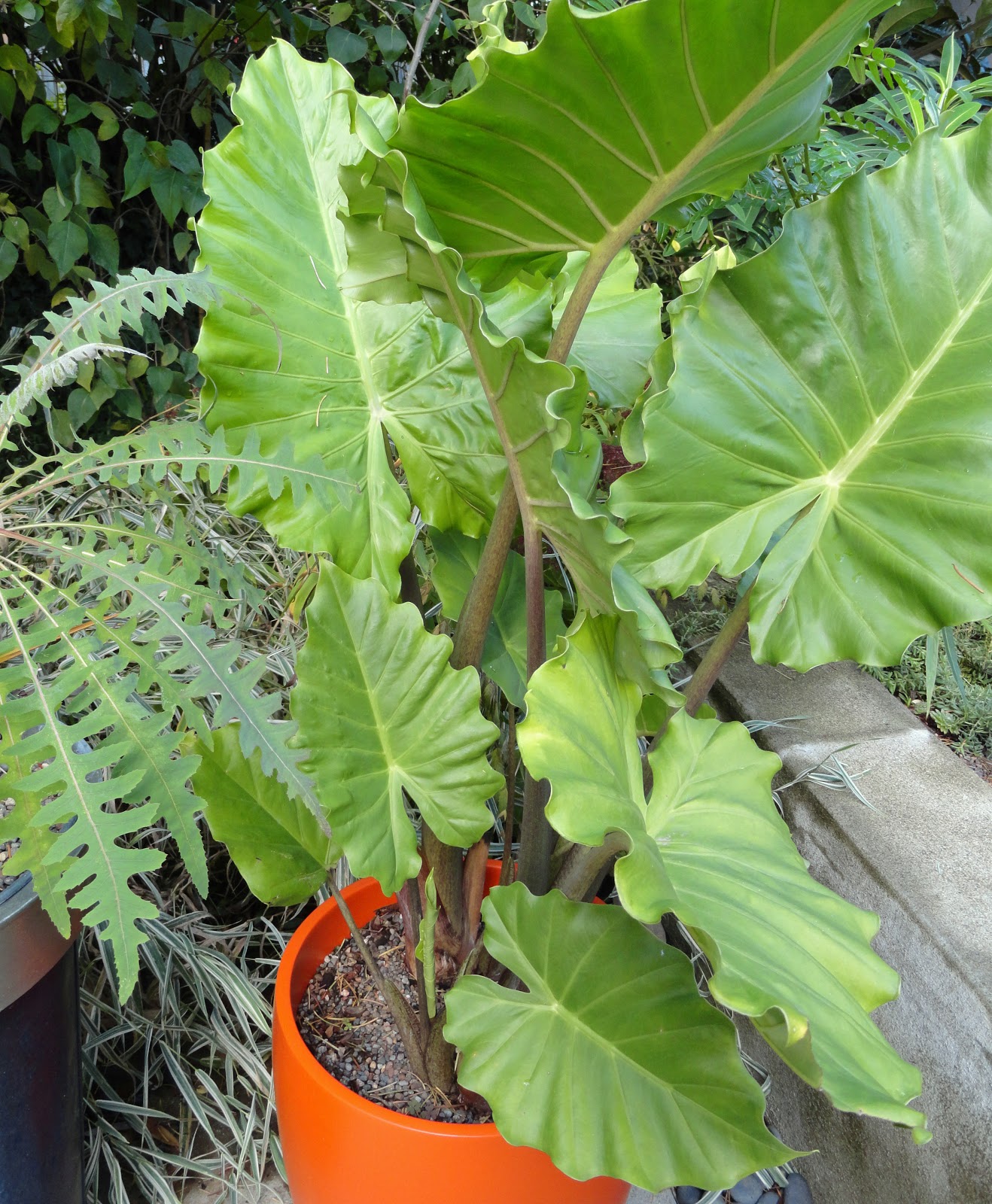 danger garden: Big leaves, no color