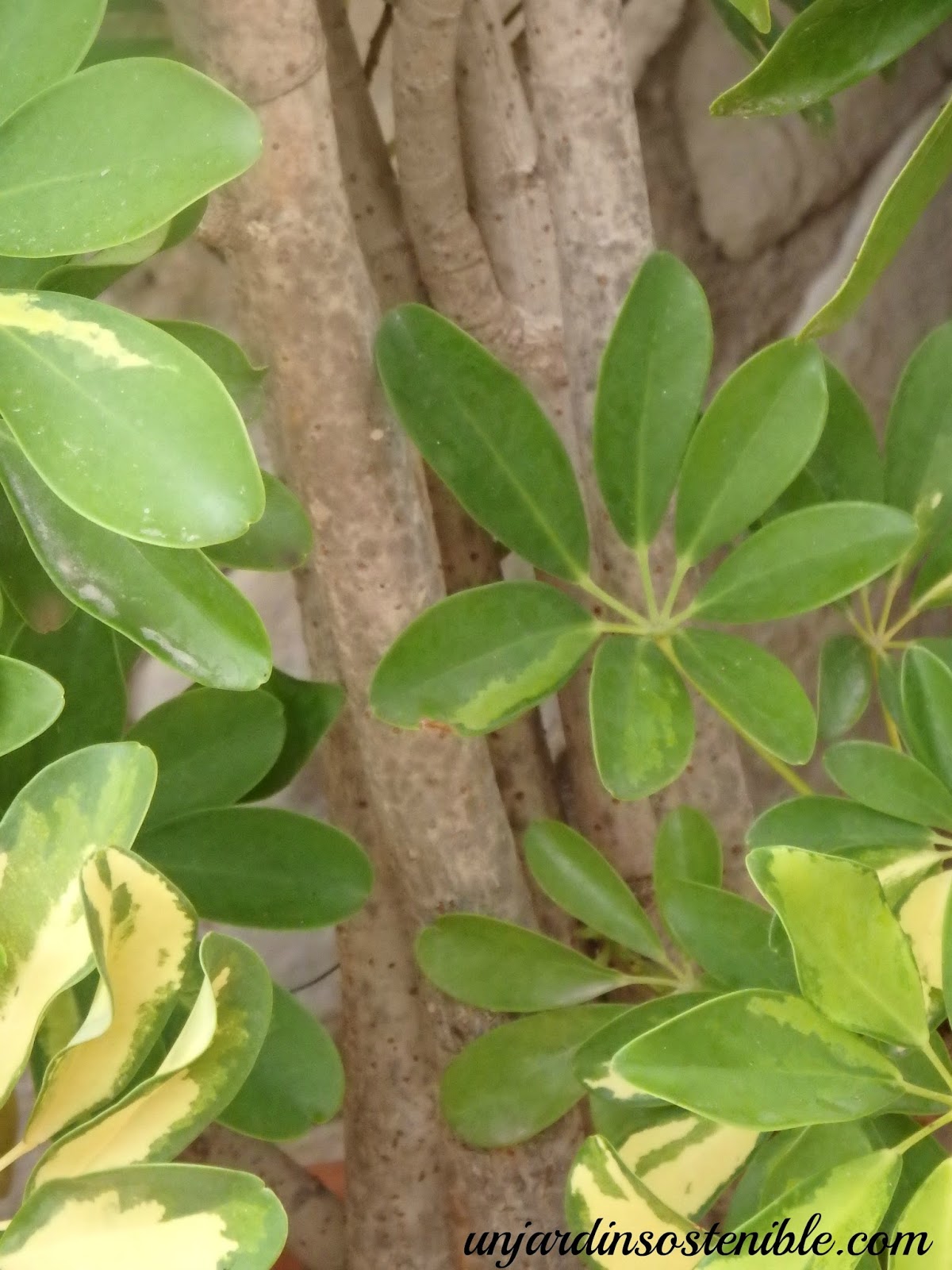 Schefflera Arboricola variegata (Cheflera)