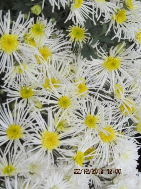 Natureklik: Guldaudi (chrysanthemum) flowers