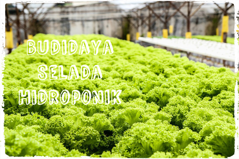 Cara Budidaya Selada Hidroponik Dan Jenis - Jenis Selada