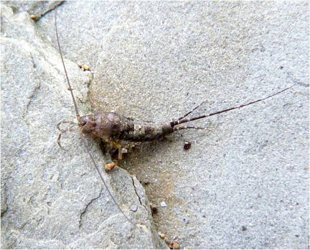 Insects of Scotland: Bristletails/Springtails