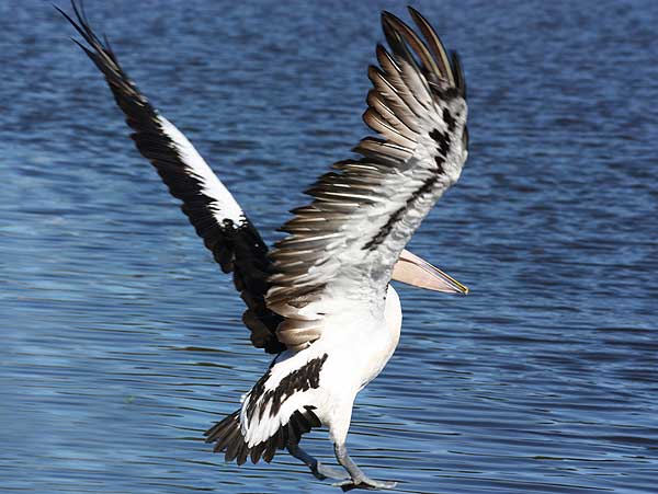 Water Birds | Facts About All