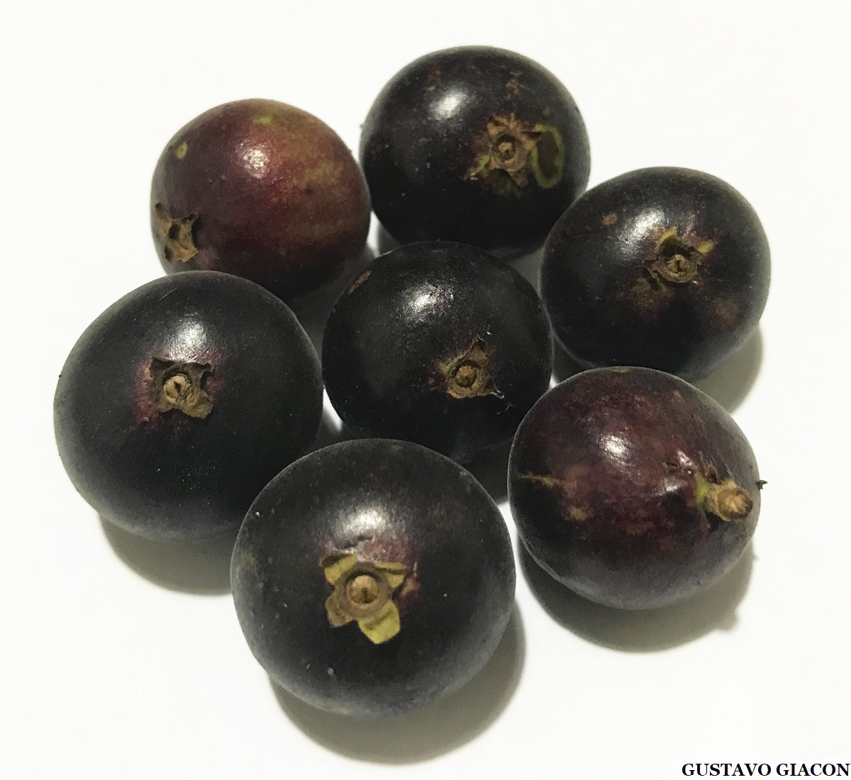Viveiro Ciprest - Plantas Nativas e Exóticas: Jabuticaba Peluda do ...