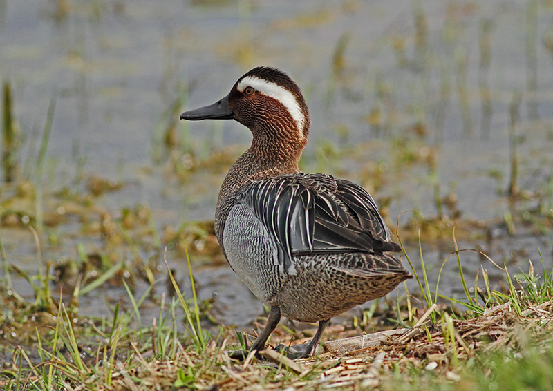 Greater Kent Birder: Garganey