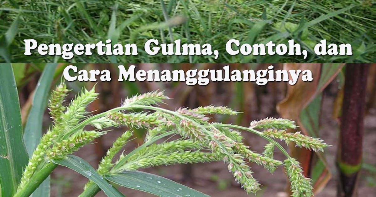 Apa itu Gulma? Bagaimana Cara Menanggulanginya? | -Petani TOP-