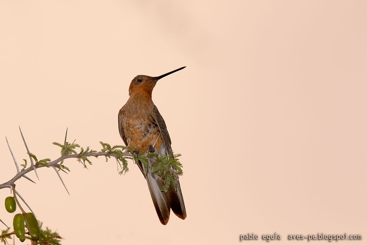 mis fotos de aves: Patagona gigas Picaflor Gigante Giant Hummingbird
