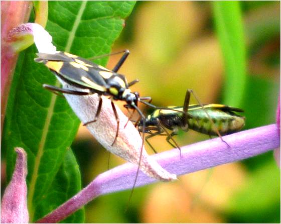 Insects of Scotland: True Bugs