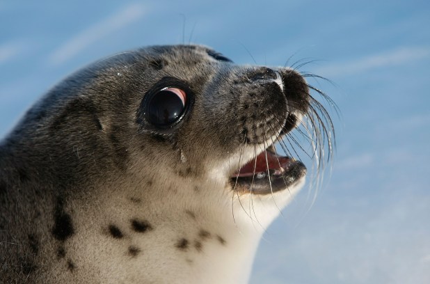 White Wolf : Seal Hunt Cancelled For Hay Island In Nova Scotia