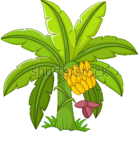 Prácticas de precosecha, cosecha y poscosecha del Bananito o Banano ...