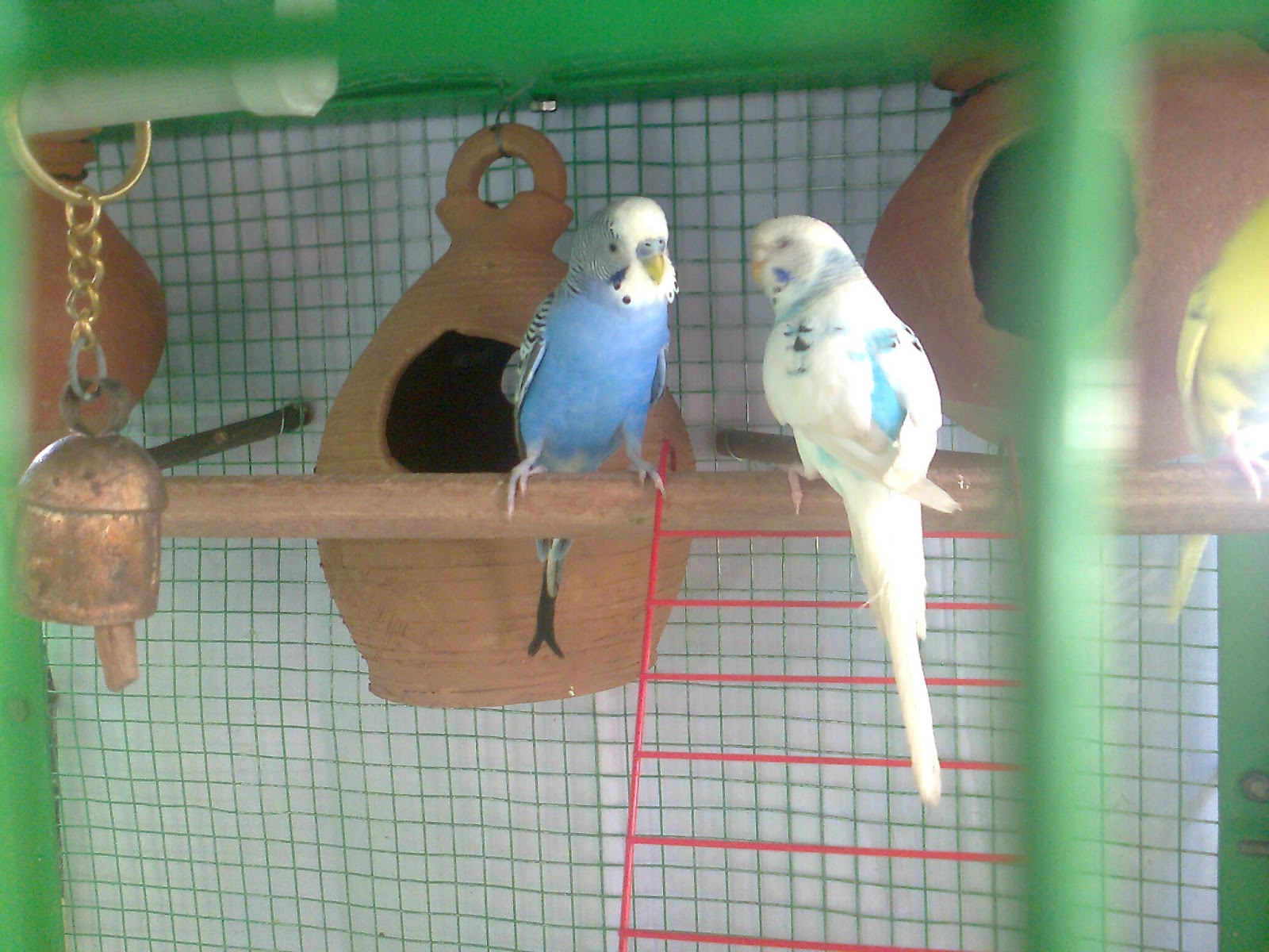 Budgerigar Care