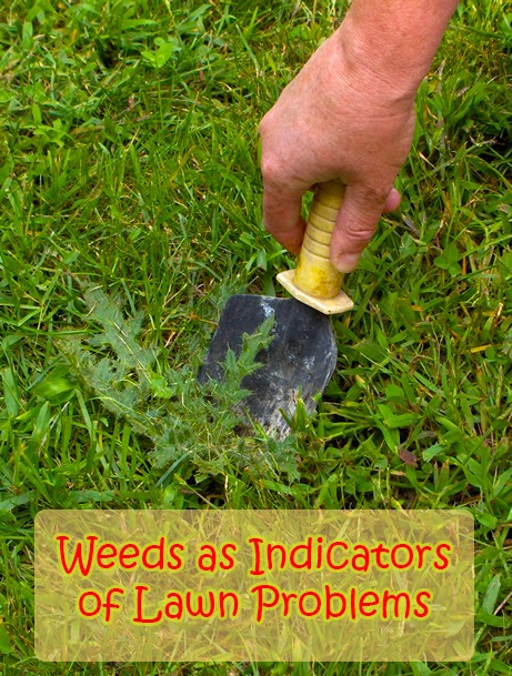 Garden and Farms: Weeds as Indicators of Lawn Problems
