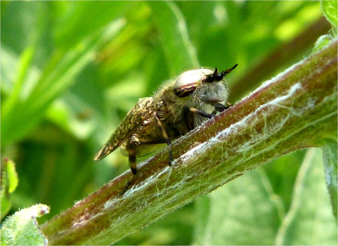 Insects of Scotland: Mosquitoes/Midges/Horseflies