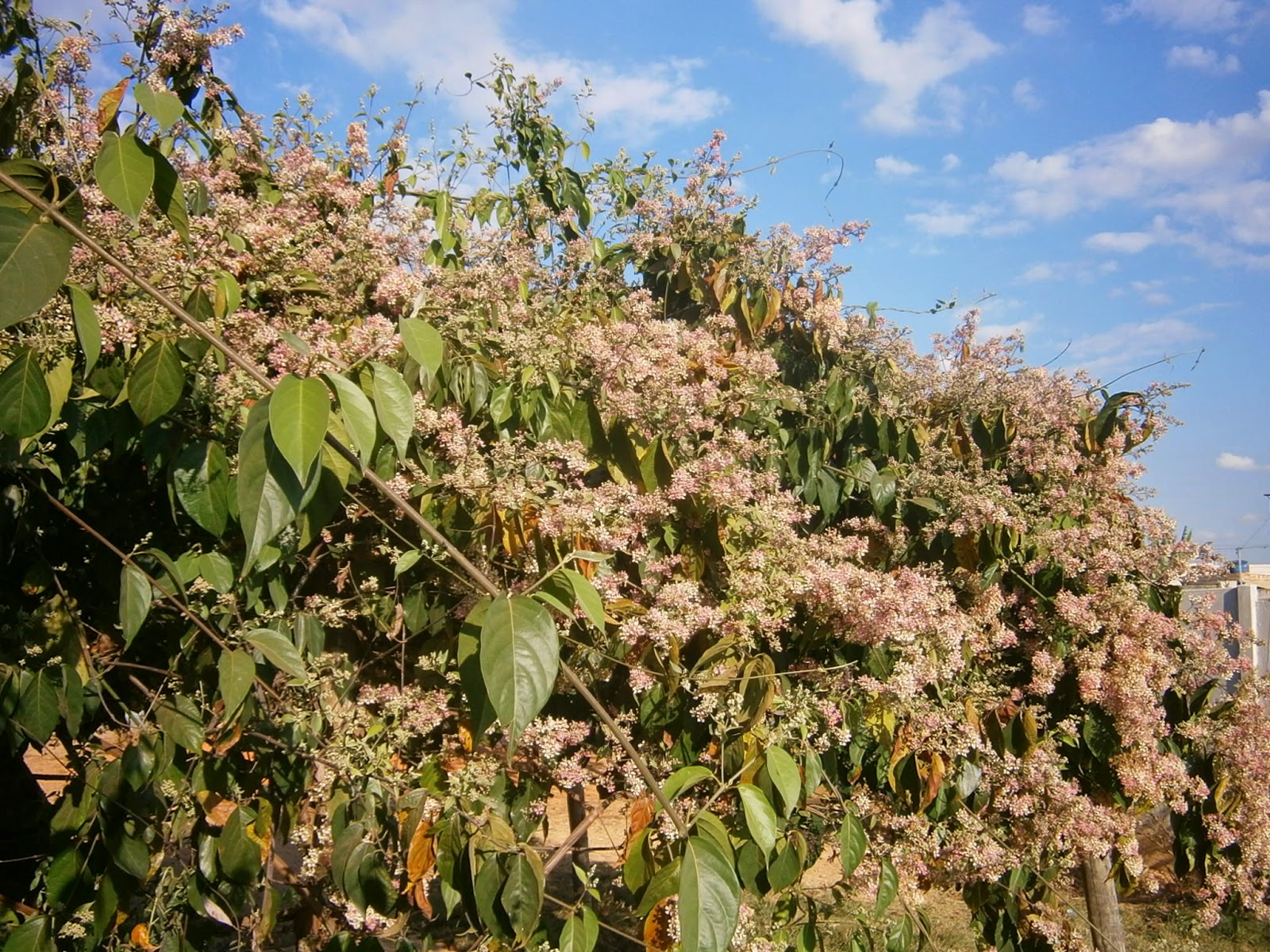 Zelando pela Chacrona e pelo Jagube: Segunda Floração do Jagube! Parte 2