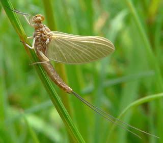 Mayfly - Insects Morphology