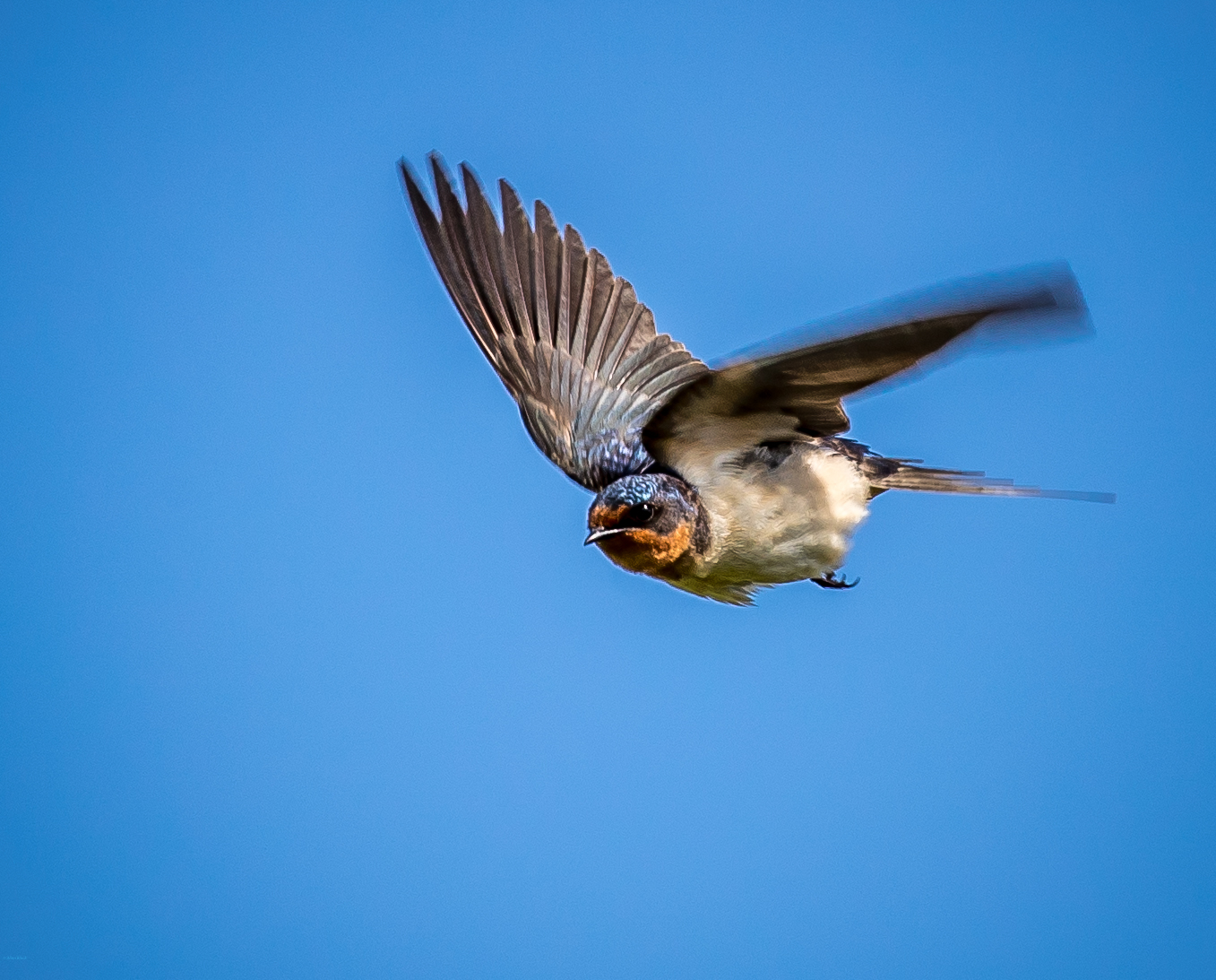 Feather Tailed Stories: Barn Swallow