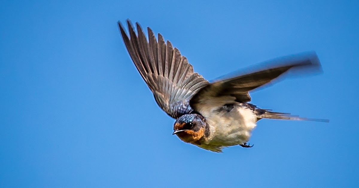 Feather Tailed Stories: Barn Swallow