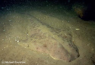 Longhorn12: Euphotic Aphotic Disphotic