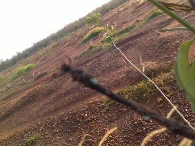 Techie2Aggie: Anthracnose and Ash Weevil in Mango