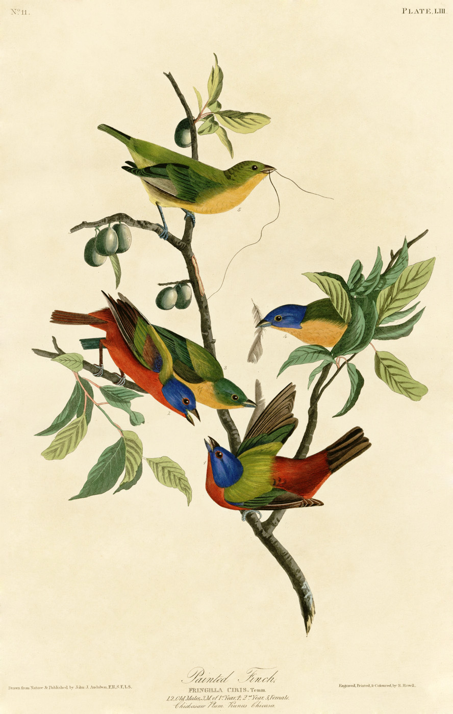 ART & ARTISTS: Audubon: Birds of America part 5
