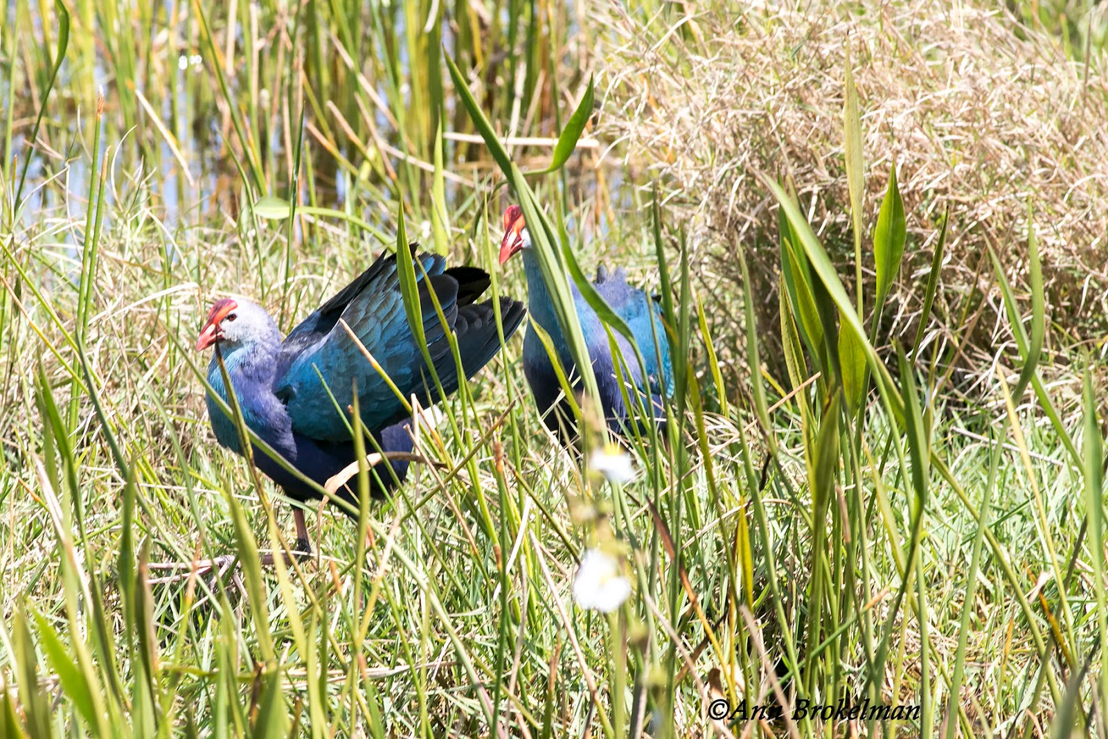 Ann Brokelman Photography: Swamp Hens in Florida