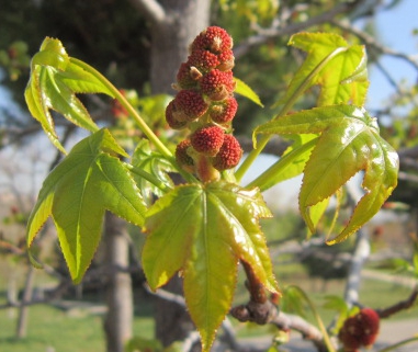 The World´s Tree Species: American Sweetgum flowers - male and female