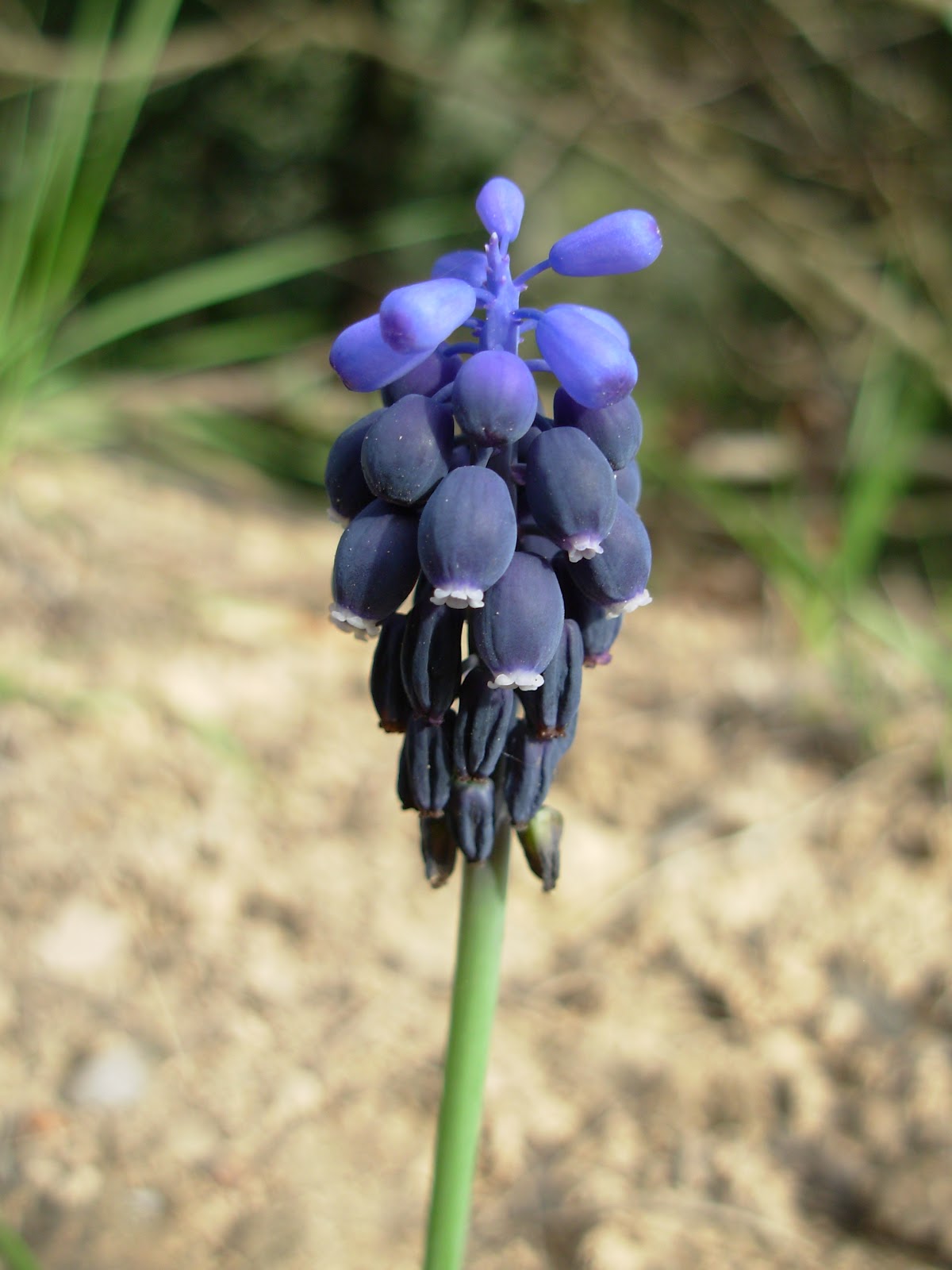 Les plantes de Torrelles: Muscari neglectum