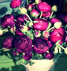 Cara mudah Menanam Bunga Mawar dalam Pot | Teknik Merawat Tanaman