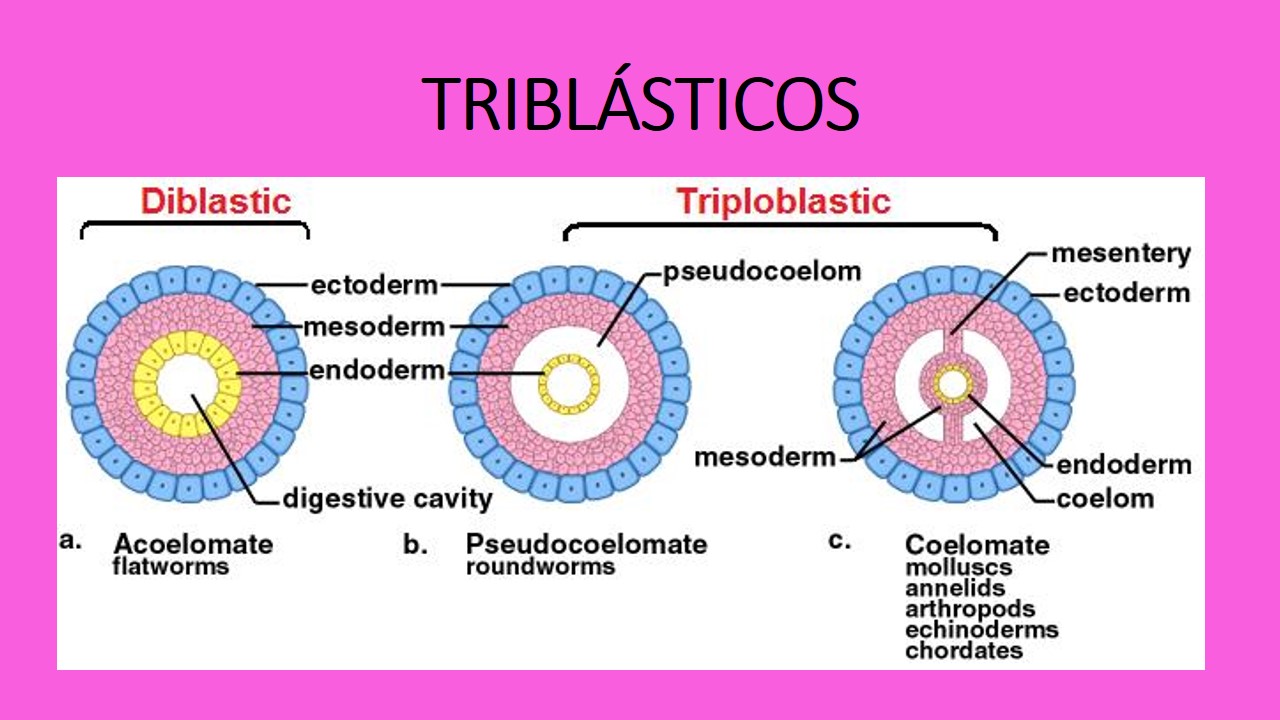 Profª Solange Ribas : Maio 2016