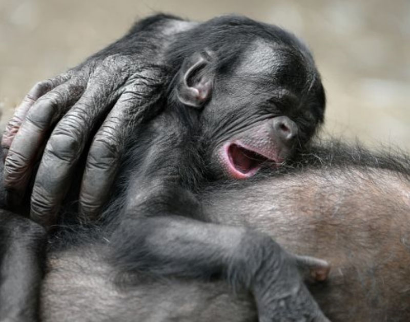 El ojo del buitre: Monos - Bonobo (Pan paniscus)