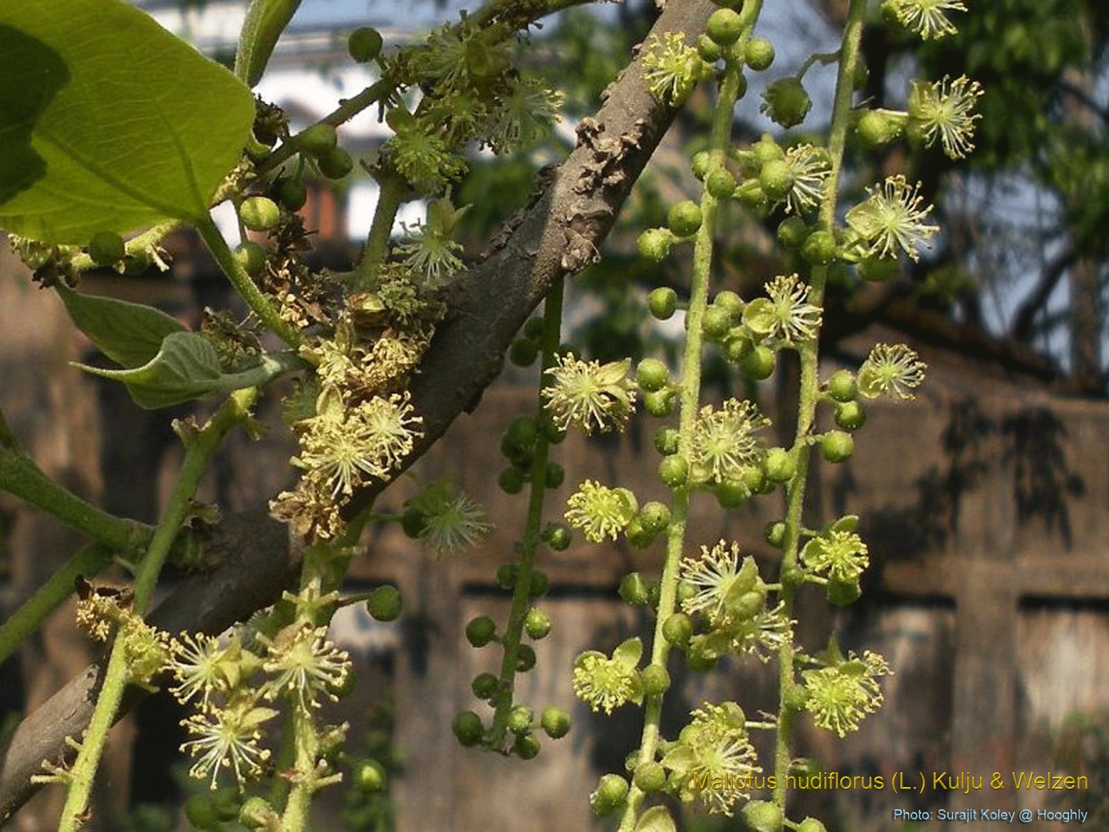 Medicinal Plants: Trewia nudiflora Mallotus nudiflorus pindar Nay Kumil