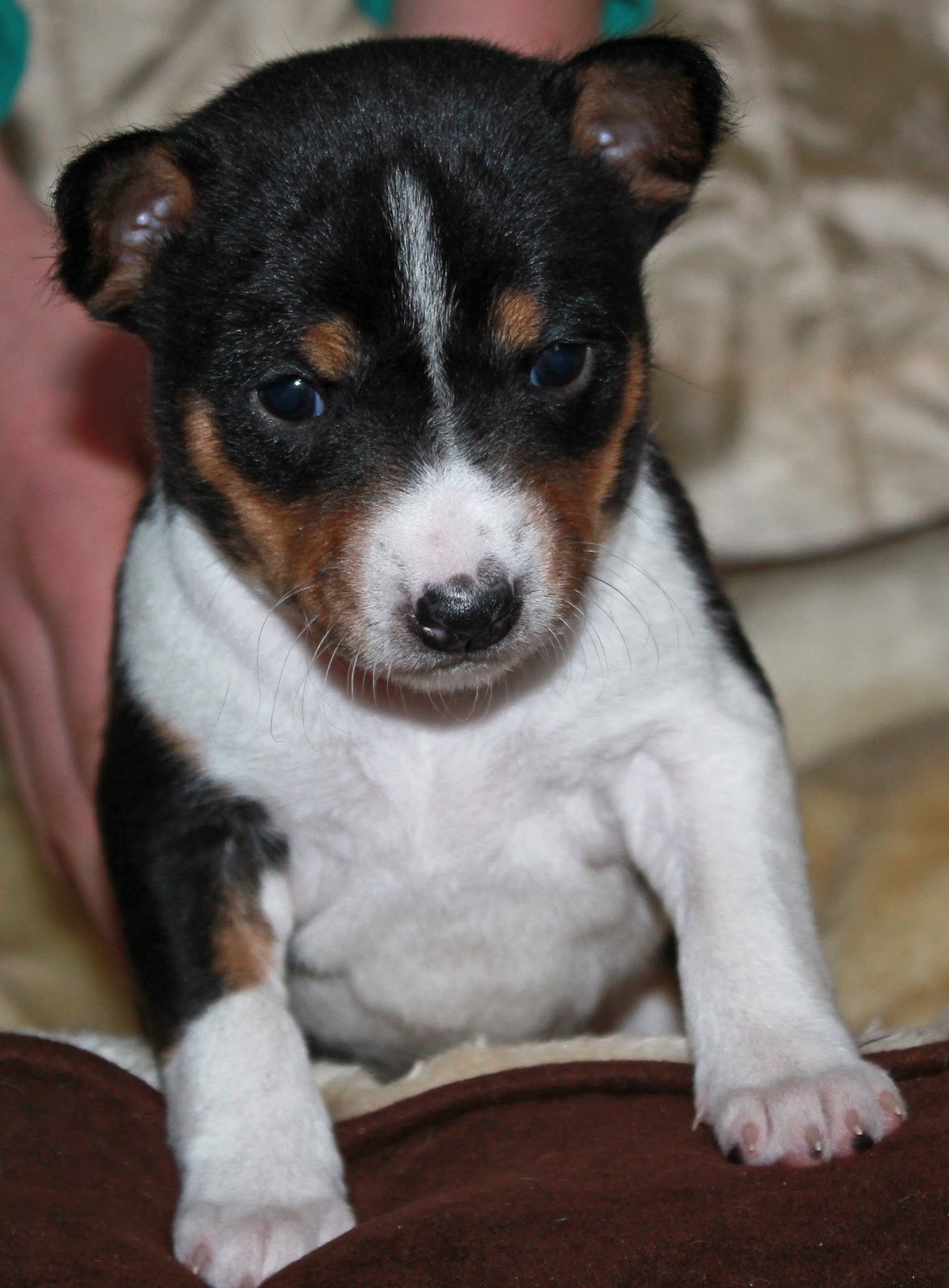 Kennel Faraoland: Valpar Dreamteam