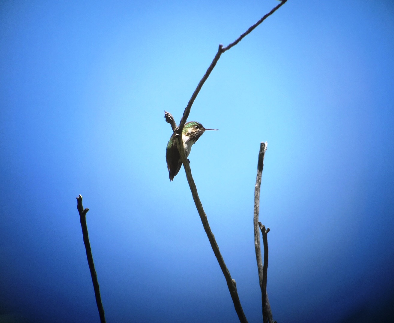 State Birding: Seven Statebirds in Reno/Carson City, NV, and One in the ...