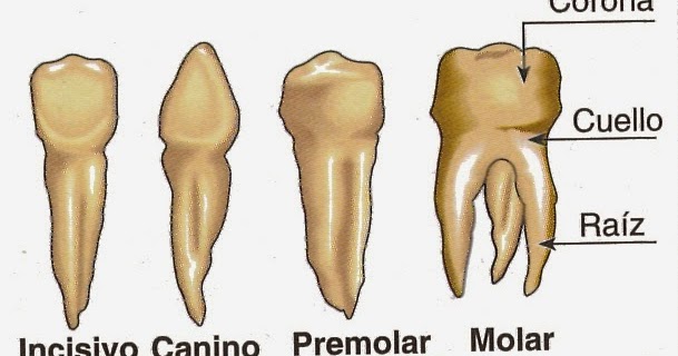 AdriBioGeo: DIENTES-DIENTES