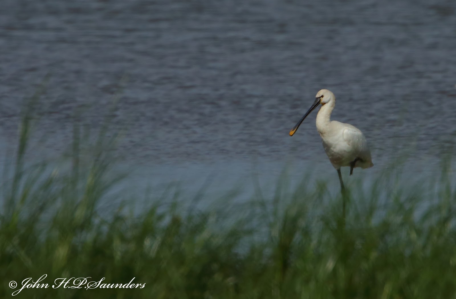 Hedgeland Tales: Spoonbill at Alkborough Flats, Lincolnshire