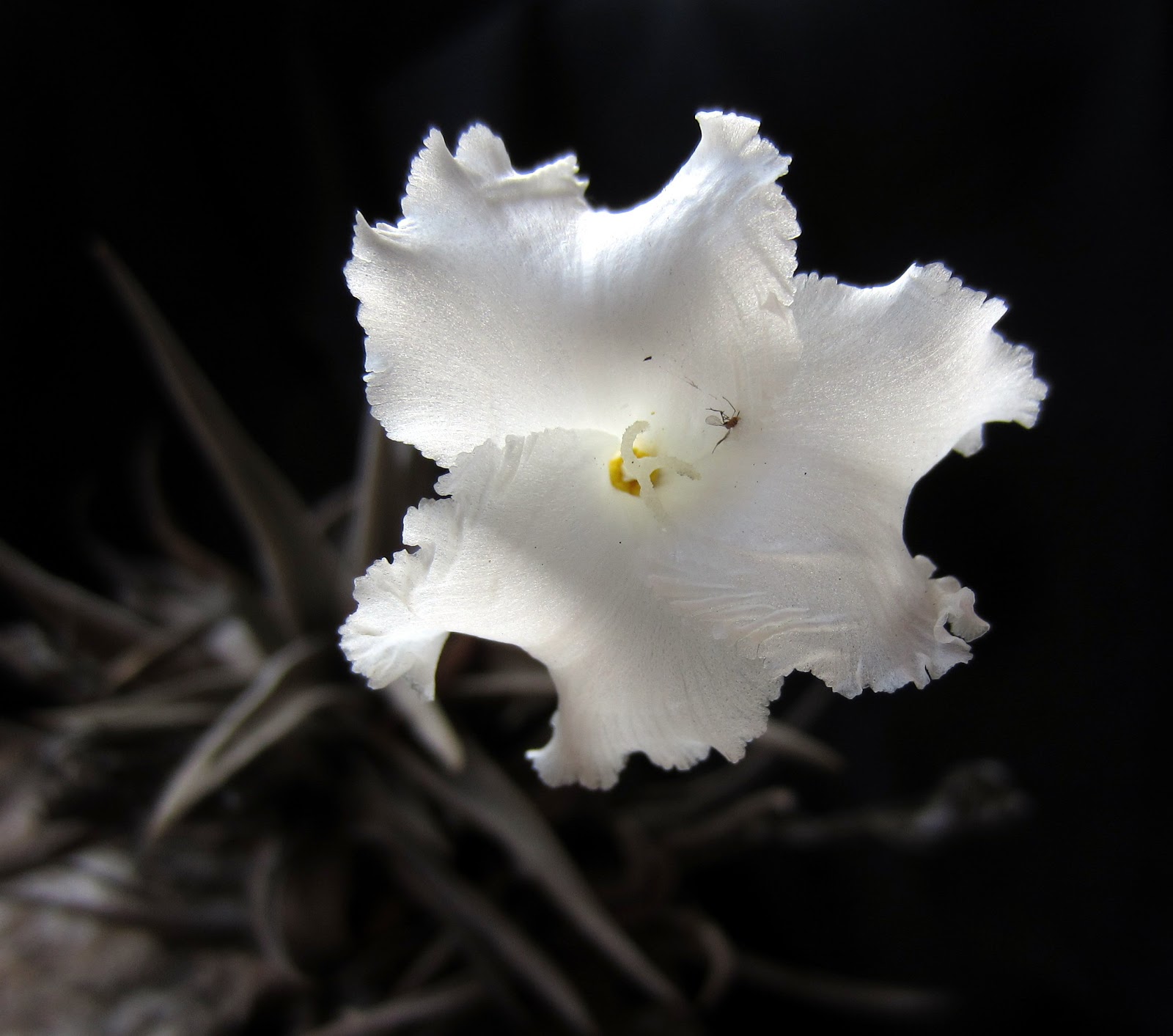 TILLANDSIA: Tillandsia xiphioides