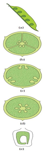 Ratna Dewi Wulaningsih: TUMBUHAN